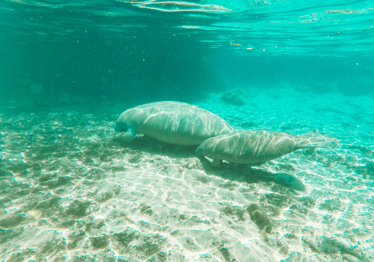 14 Best Places To See Manatees In Florida A Florida Traveler