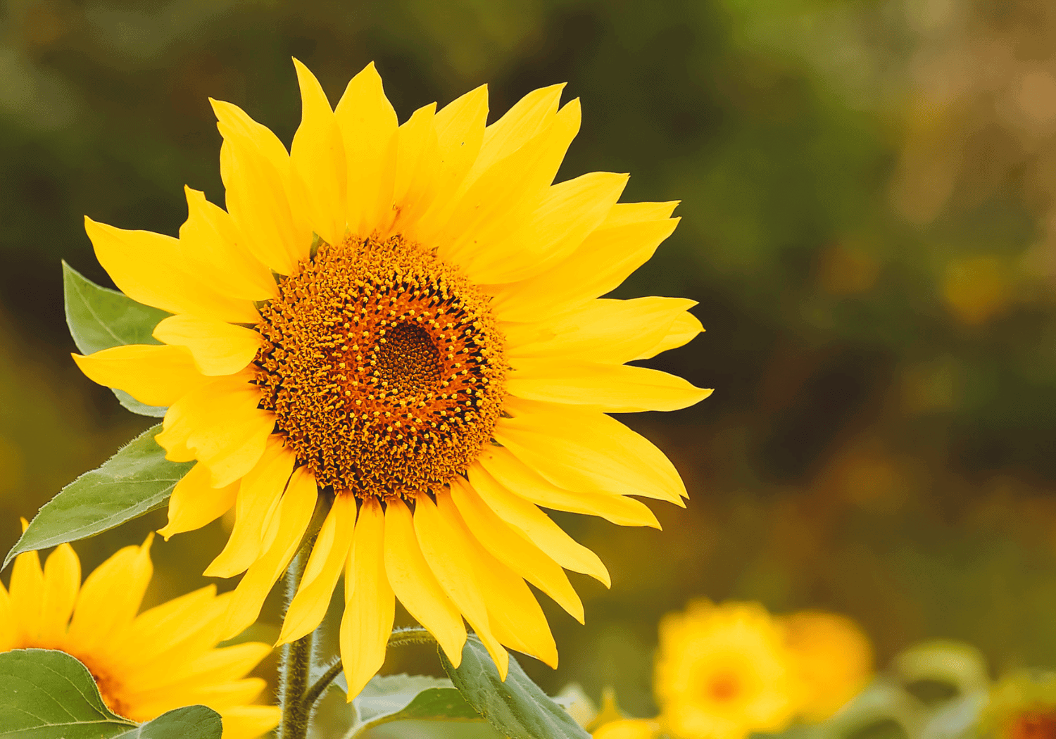 6 Best Sunflower Fields In (And Near) Miami Florida - A Florida Traveler