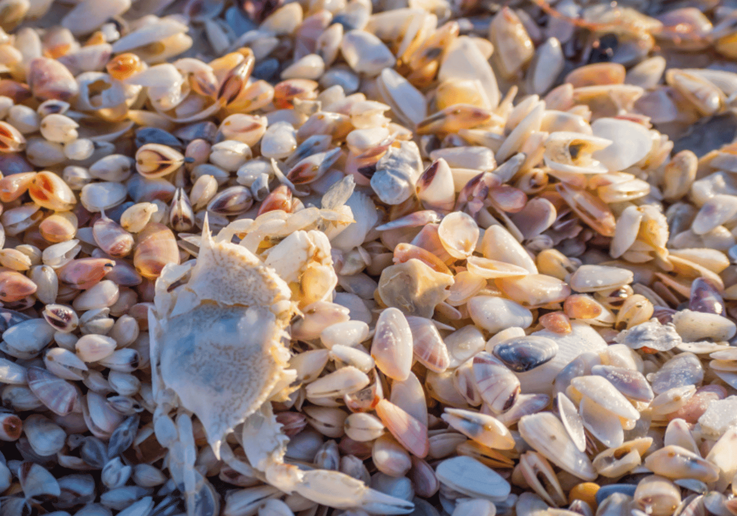 11 Best Shelling Beaches In Florida - A Florida Traveler