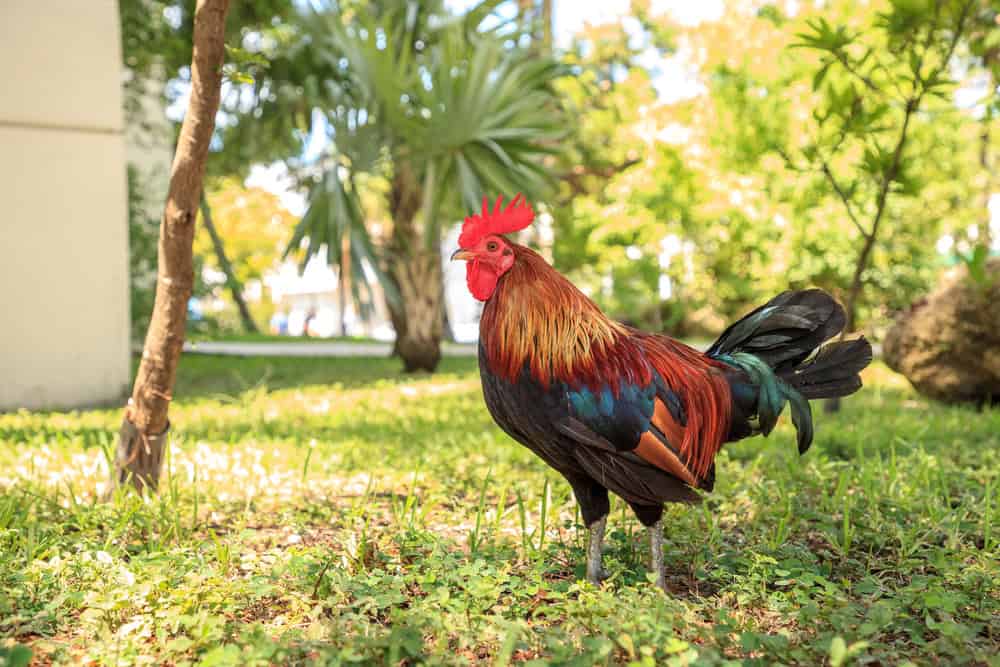 Key West's Famous Chickens and Roosters: What's The Story? - A Florida ...